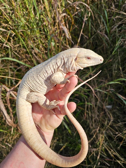 Pure Red SNOW (Albino Anery) Argentine Tegus by Jesse's Jungle