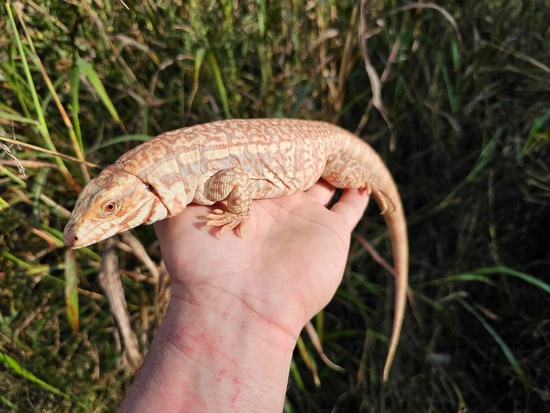 Pure Red Albino 66% Het Anery Argentine Tegus by Jesse's Jungle