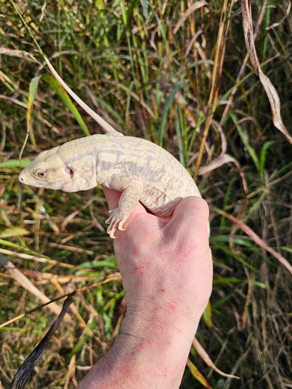 Pure Red SNOW Regen Tail Tip Argentine Tegus by Jesse's Jungle