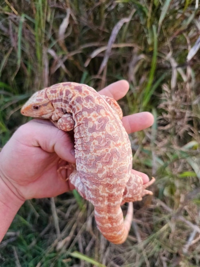 Pure Red Albino 66% Het Anery Argentine Tegus by Jesse's Jungle