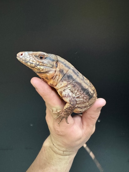 Red 66% Albino Anery Argentine Tegus by Jesse's Jungle