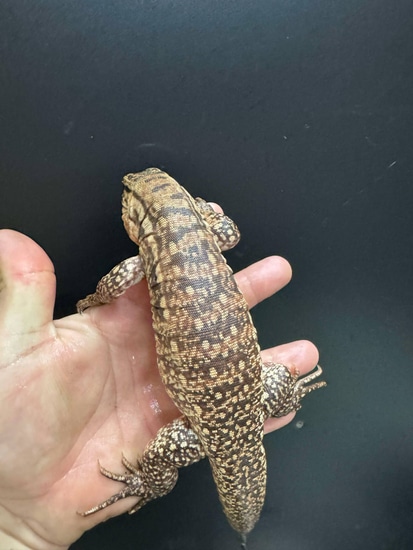Pure Red 66% Double Het Albino Anery Argentine Tegus by Jesse's Jungle