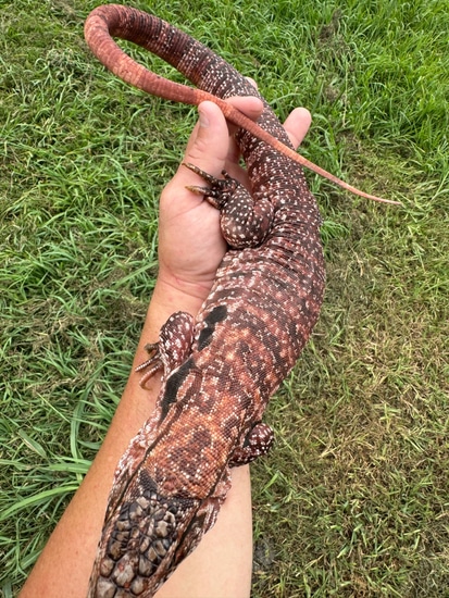 Pure Red 66% Dh Albino Anery Argentine Tegus by Jesse's Jungle