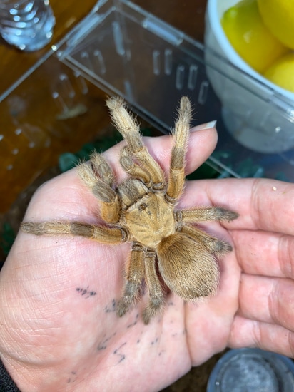 A.moderatum Tarantula by Legs”R”Us