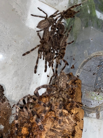 P.smithi Tarantula by Legs”R”Us