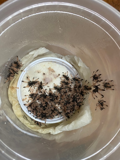 P.pulcher 50 Lot Slings Tarantula by Legs”R”Us