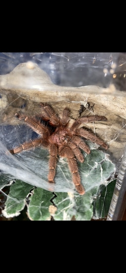 Af A.minatrix Tarantula by Legs”R”Us