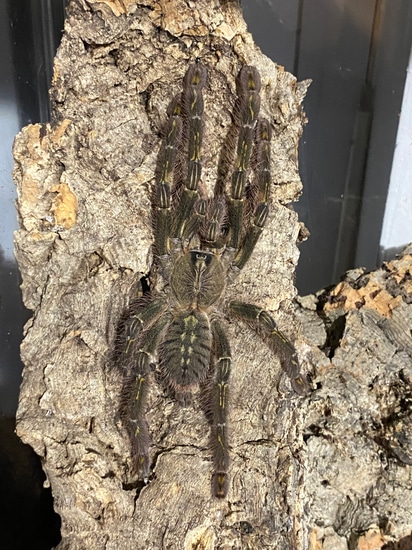 P.rufilata Tarantula by Legs”R”Us
