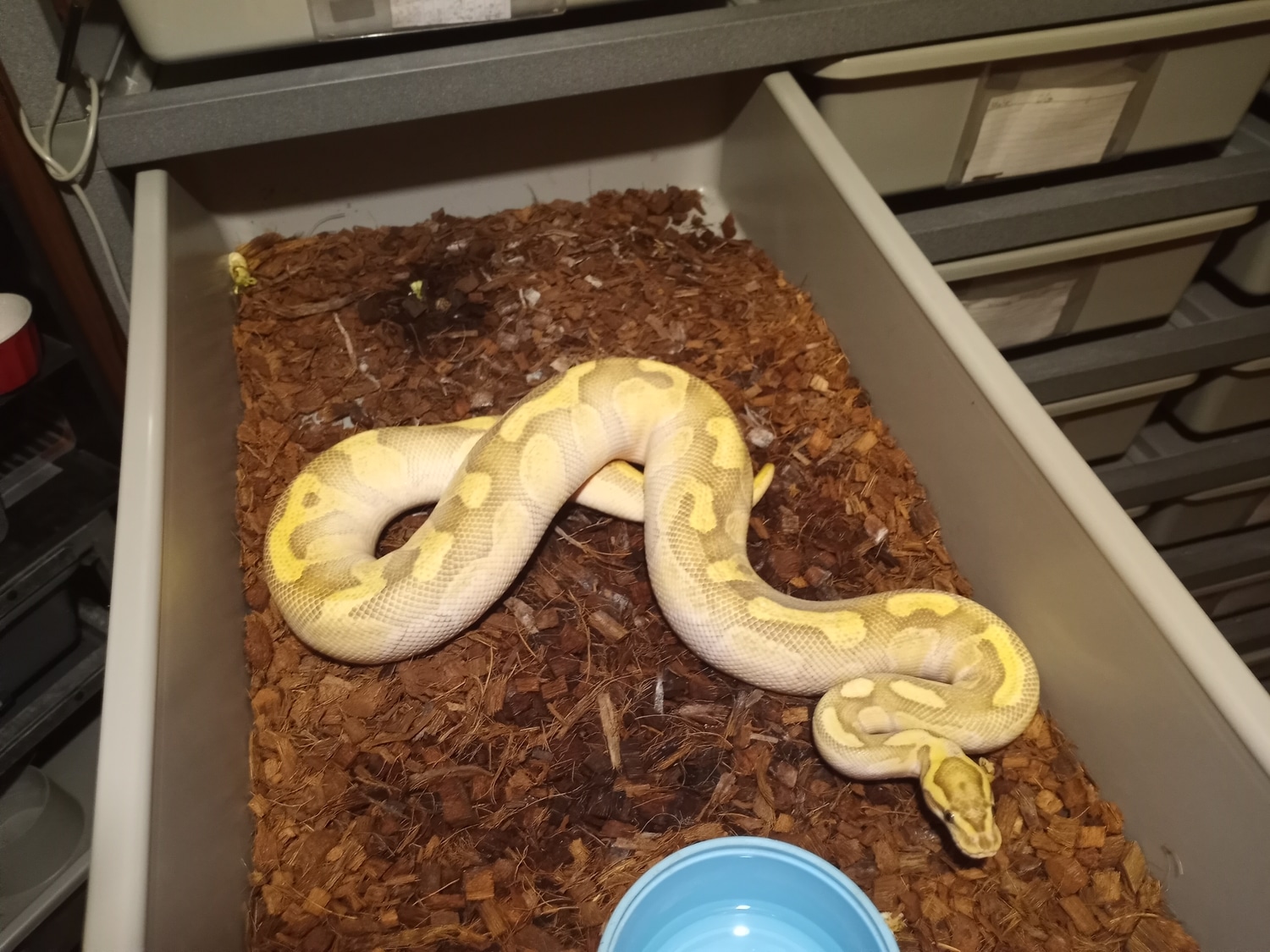 Enchi Lesser Lemonback Ball Python by Royal Fixation - MorphMarket
