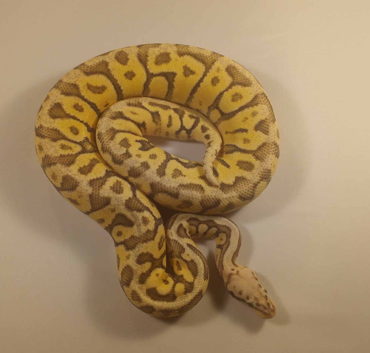 Super Pastel Fire Spotnose Ball Python by Royal Fixation - MorphMarket