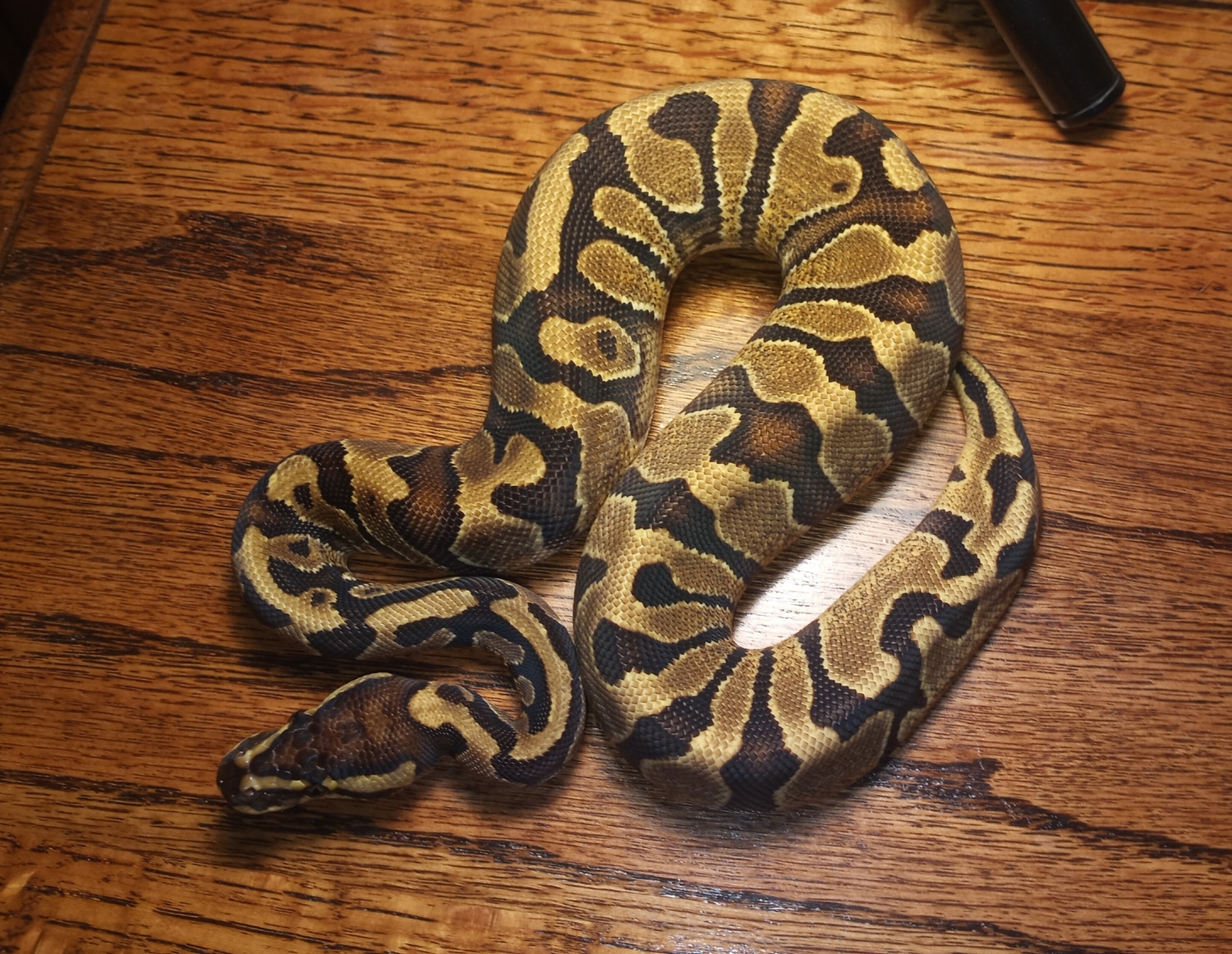 Enchi Asphalt Ball Python by Royal Fixation - MorphMarket