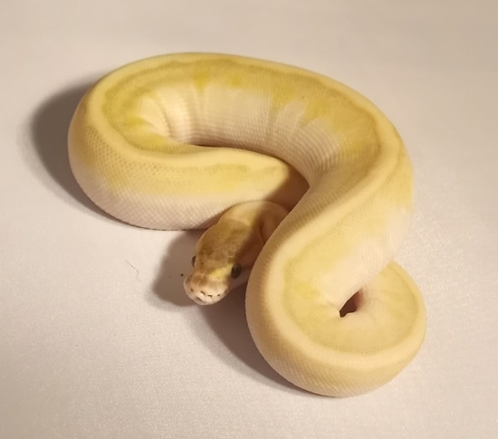 Black Pastel Pastel Lemonback Soul Sucker Ball Python by Royal Fixation