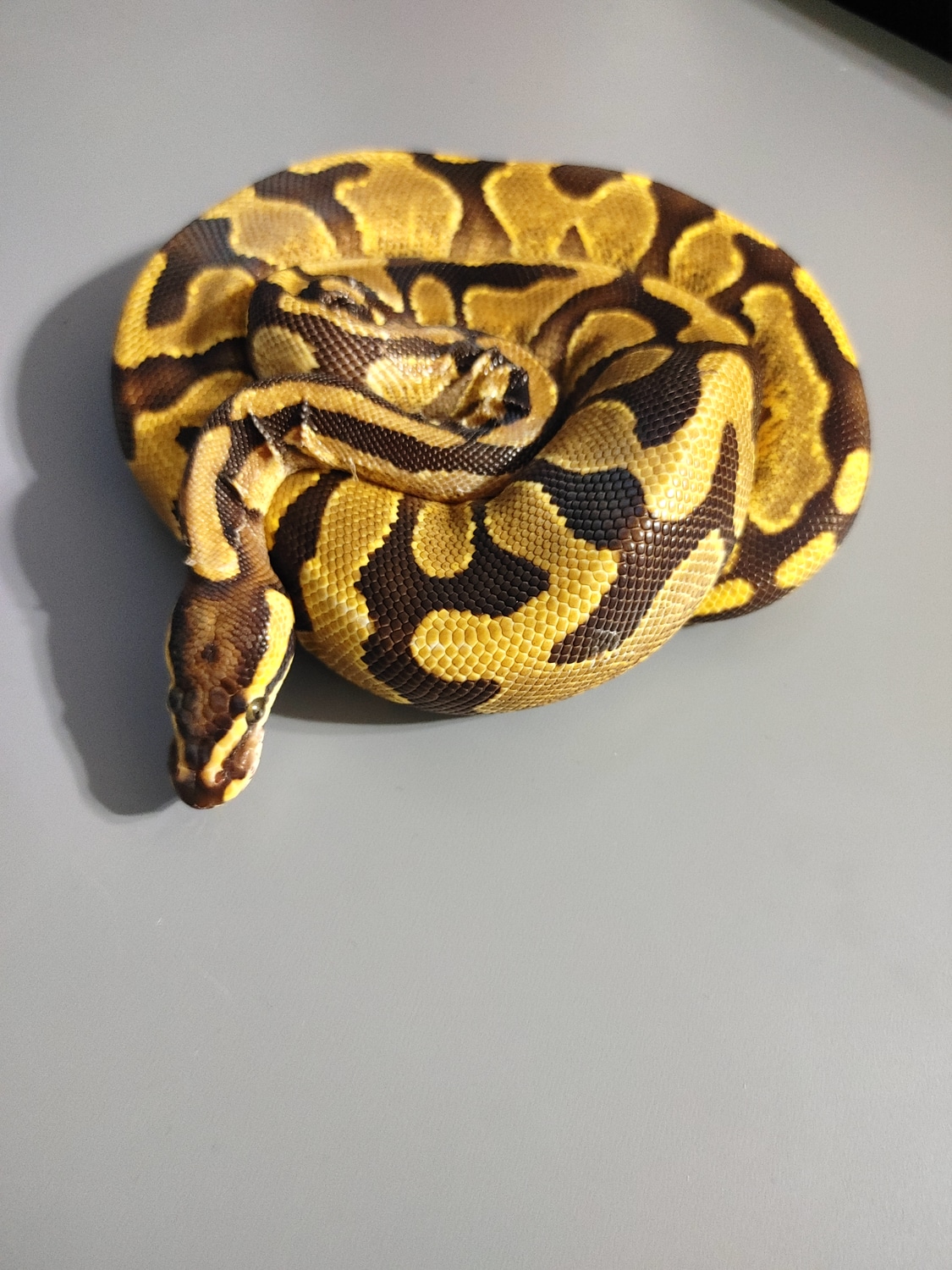 Enchi Yellowbelly Ball Python by Longley Exotics - MorphMarket