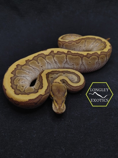 Kingpin Ball Python by Longley Exotics