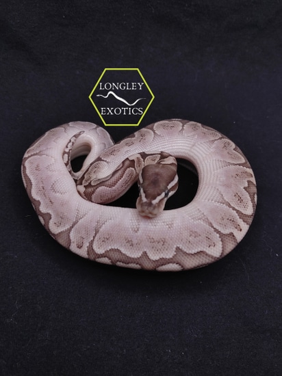 Bamboo Ball Python by Longley Exotics