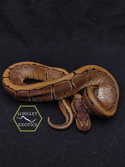 Pinstripe Ball Python by Longley Exotics