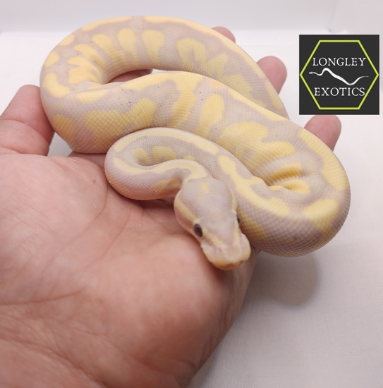 Banana Fire Yellowbelly Ball Python by Longley Exotics