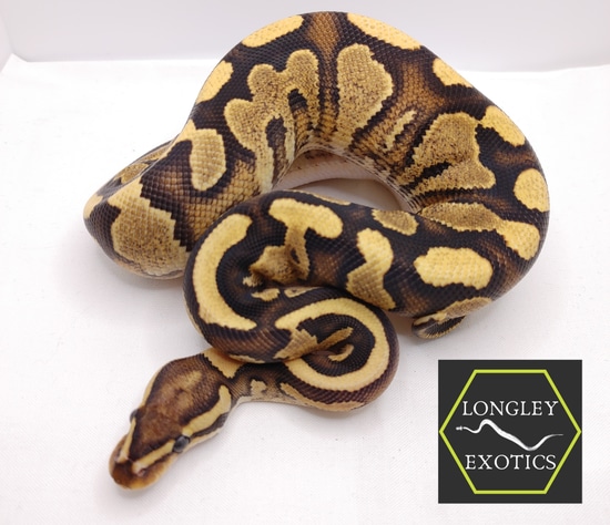 Fire Yellowbelly Ball Python by Longley Exotics