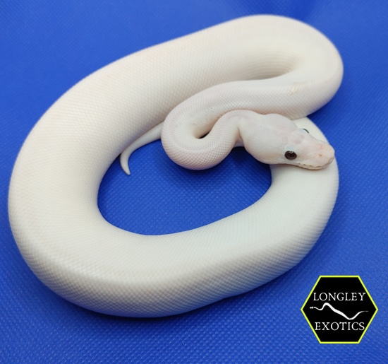 High White Banana Super Fire (One Tiny Yellow Spot) Ball Python by Longley Exotics