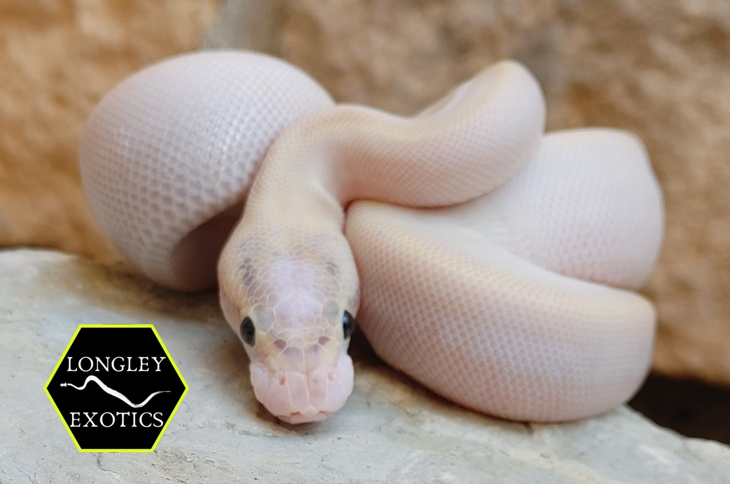 Ivory Vanilla/Fire Prob Vanilla Cream Ball Python by Longley Exotics ...