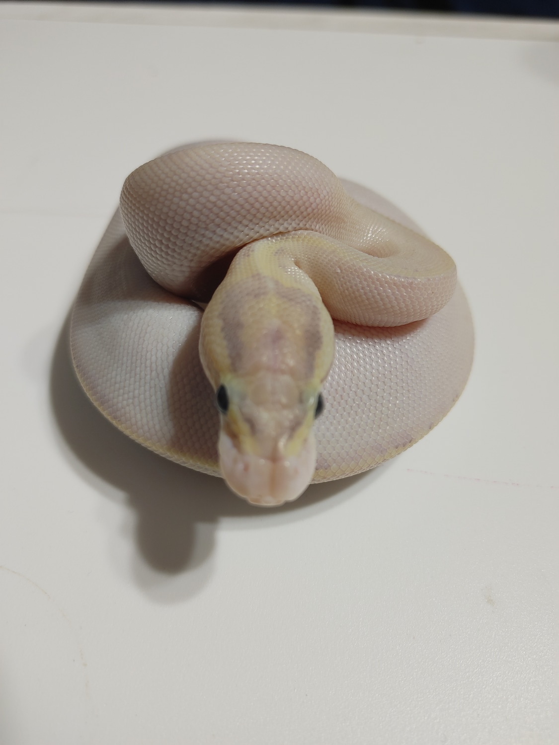 Pastel Ivory Ball Python by Longley Exotics - MorphMarket