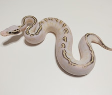 Killer Vanilla Freeway Ball Python by Longley Exotics - MorphMarket