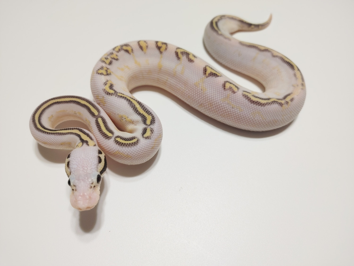 Free Shipping! Killer Vanilla Freeway Ball Python by Longley Exotics - MorphMarket