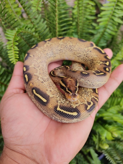 Free Shipping! Freeway Ball Python by Longley Exotics