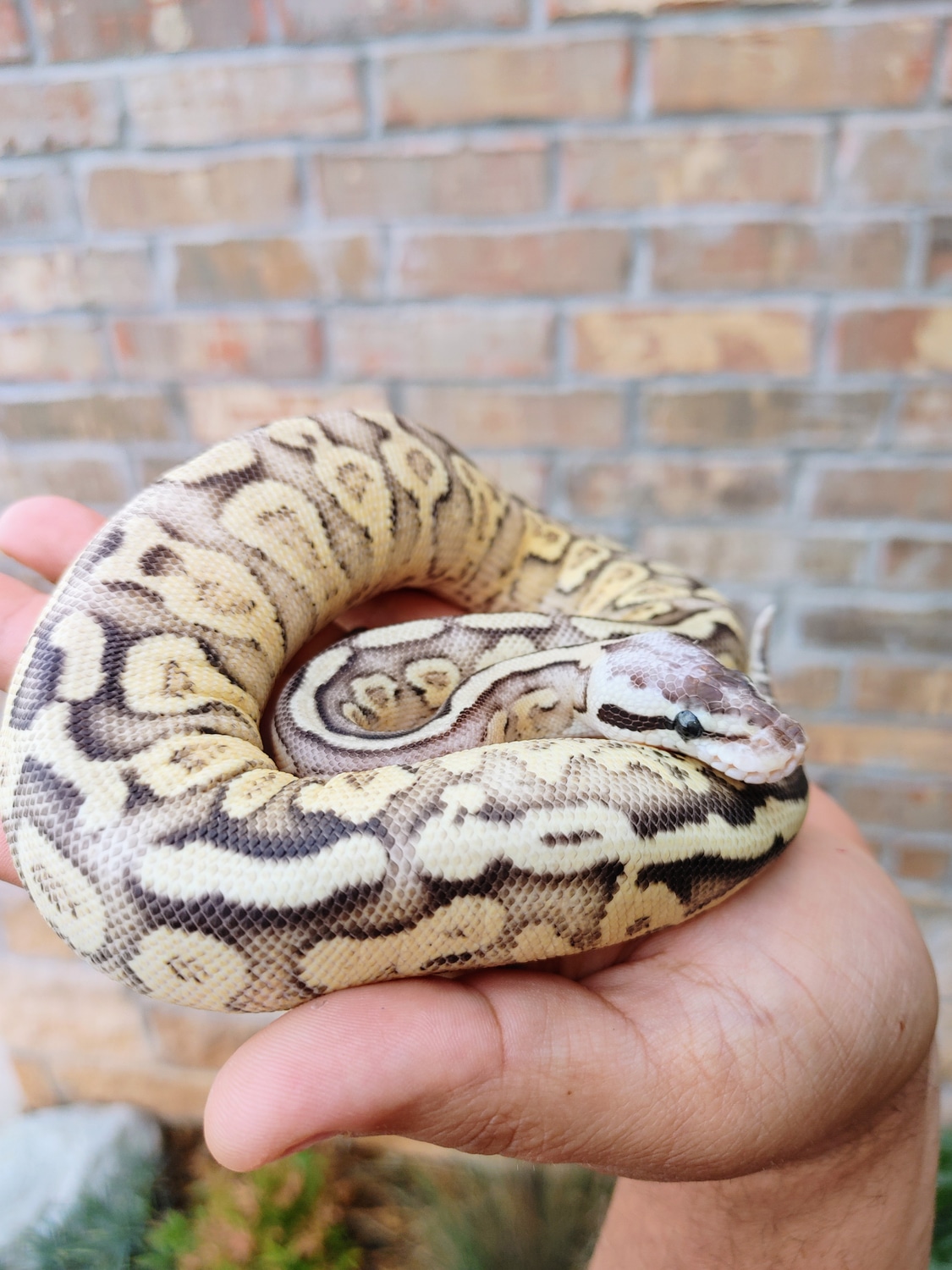 Pastel Vanilla Parkway Ball Python by Longley Exotics - MorphMarket