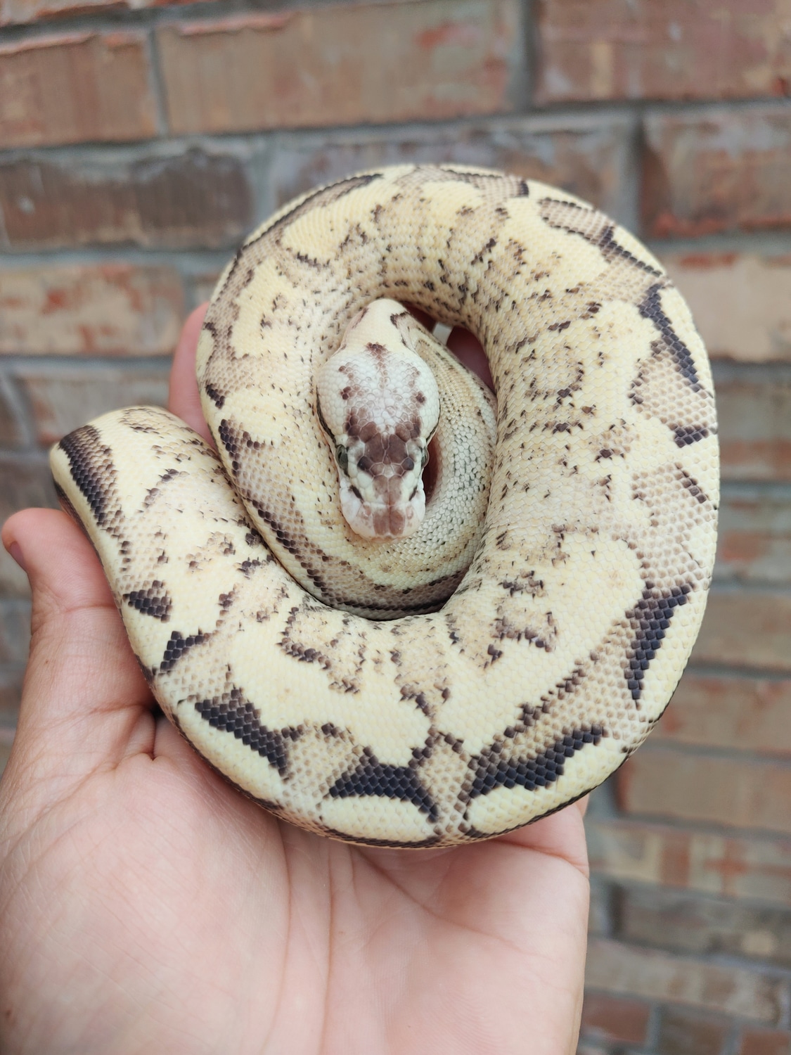 Killer Enchi Vanilla Parkway Ball Python by Longley Exotics - MorphMarket
