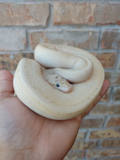 Pastel Spotnose Puma (Goblin) Ball Python by Longley Exotics