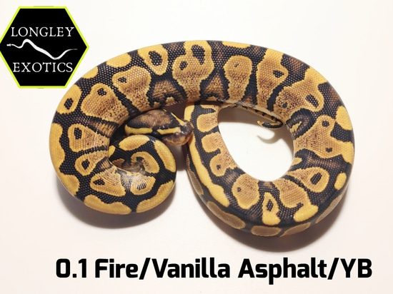 Fire/Vanilla Asphalt/Yellowbelly Ball Python by Longley Exotics