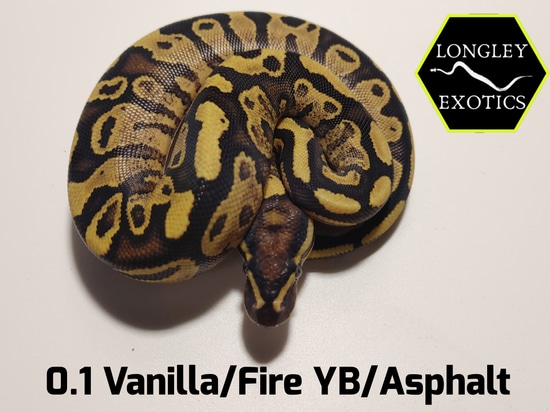 Fire/Vanilla Asphalt/Yellowbelly Ball Python by Longley Exotics