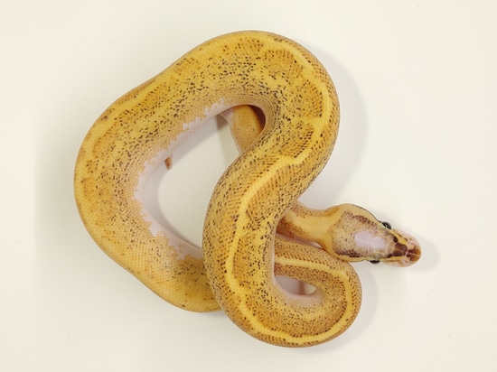 Vanilla Cream Freeway Ball Python by Longley Exotics