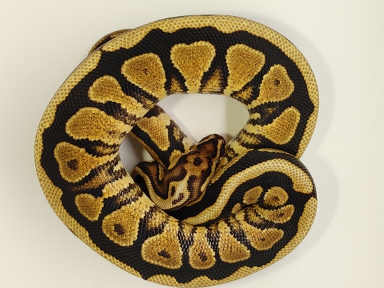 Spotnose Asphalt/Spark Ball Python by Longley Exotics