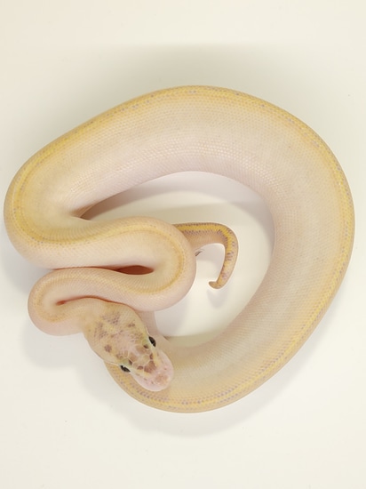 Fire/Vanilla Ivory Ball Python by Longley Exotics