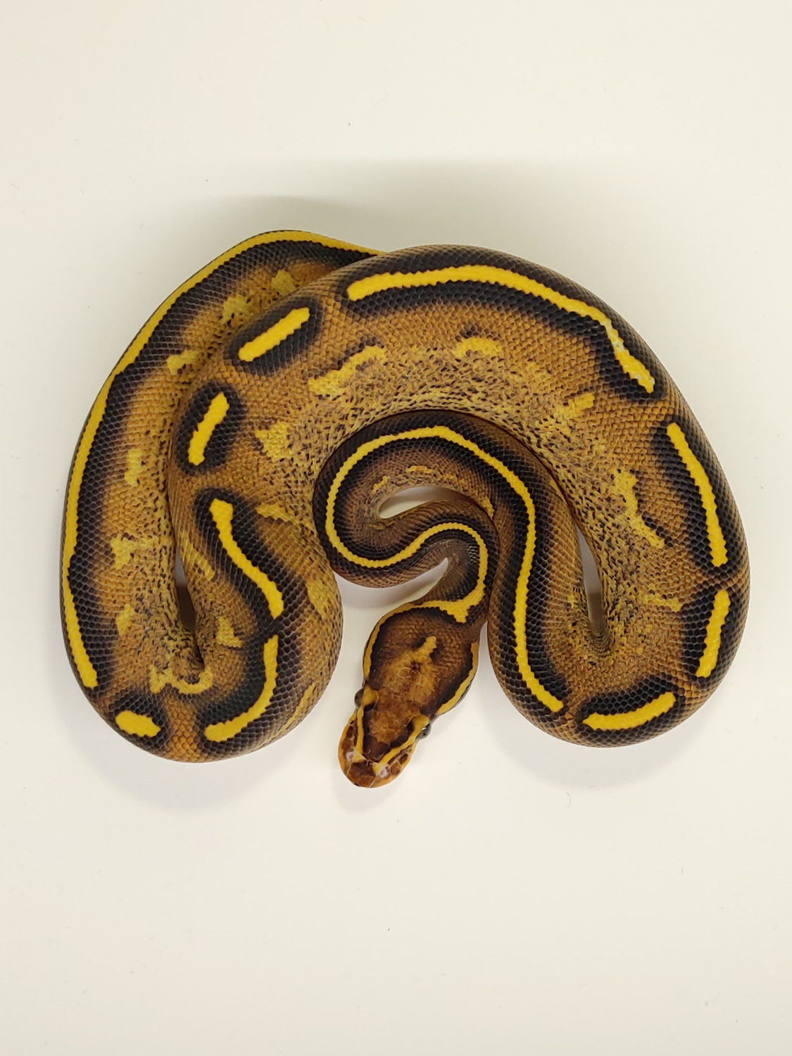Freeway Ball Python by Longley Exotics - MorphMarket