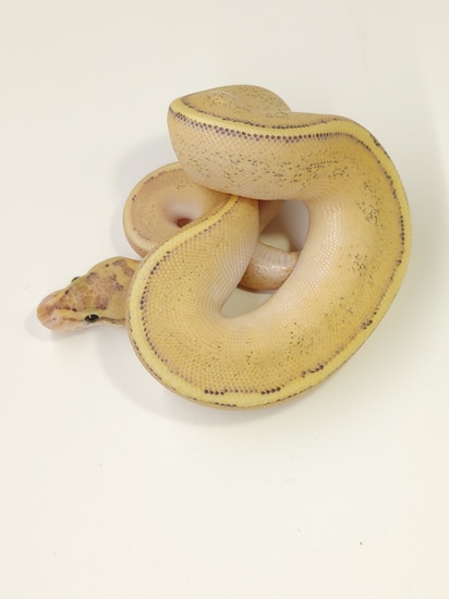 Puma Ball Python by Longley Exotics