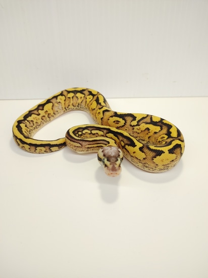 Pastel Parkway Ball Python by Longley Exotics