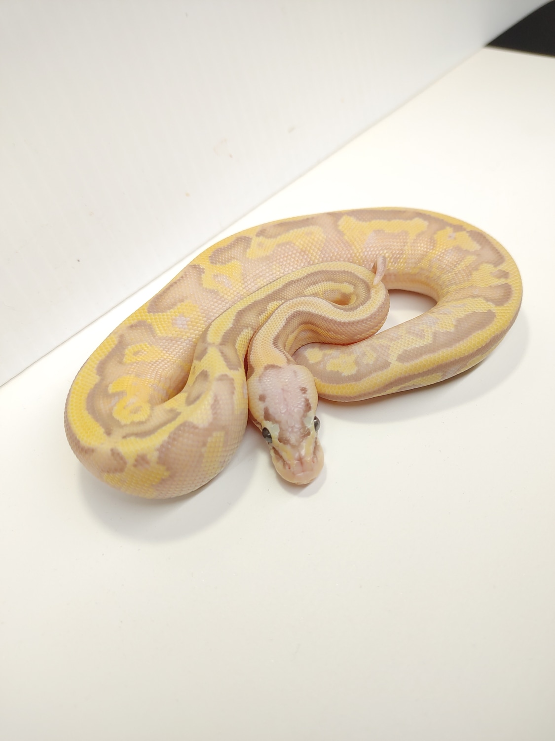 Pastel Enchi Coral Glow Spark Specter Ball Python by Longley Exotics ...