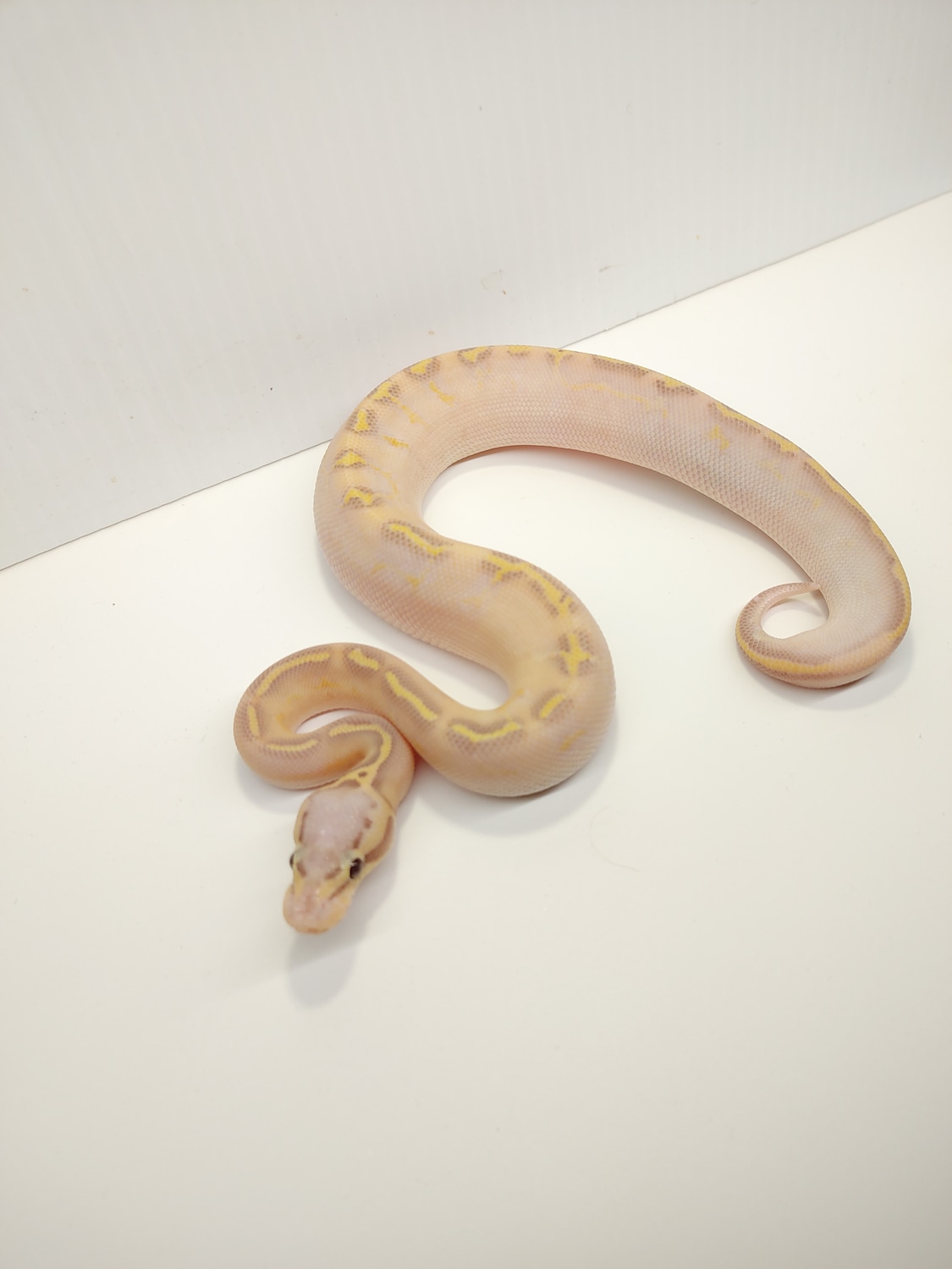 Super Pastel Coral Glow Freeway Ball Python by Longley Exotics ...