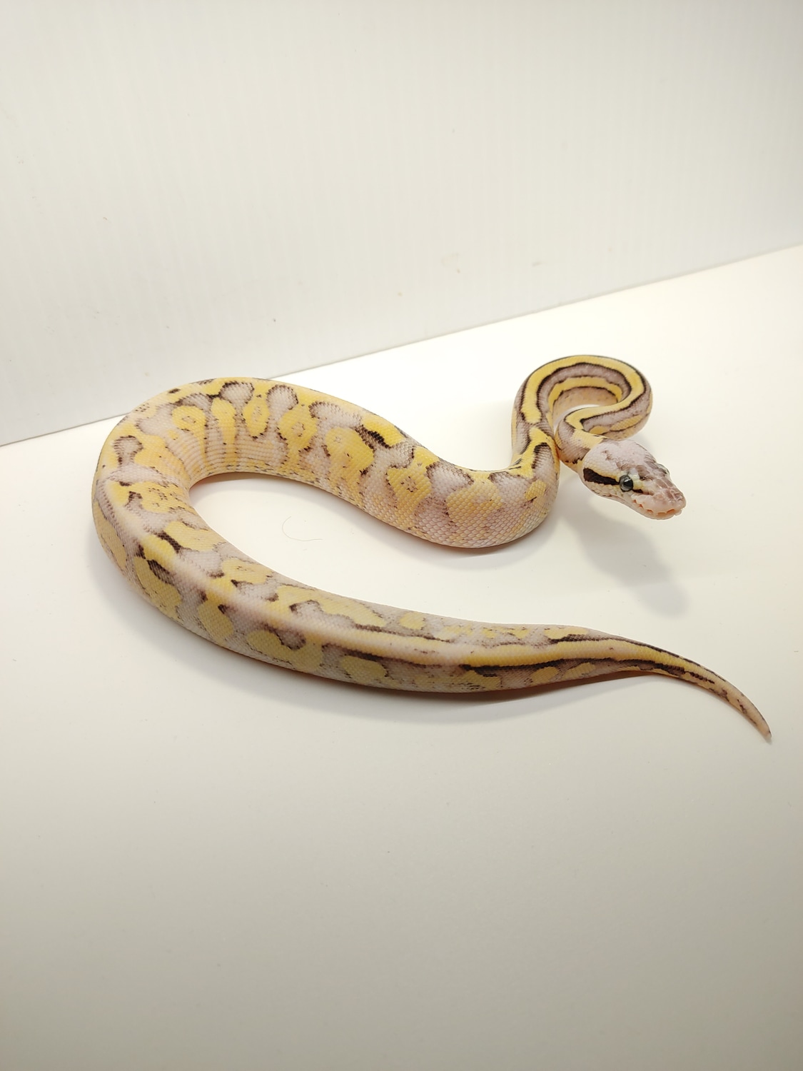 Super Pastel Vanilla Parkway Ball Python by Longley Exotics - MorphMarket