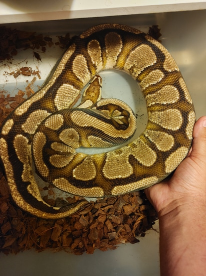 Fire Yellowbelly Ball Python by Longley Exotics