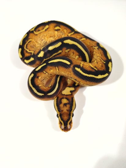 Spotnose Freeway (Goblin Asphalt) Free Shipping! Ball Python by Longley ...