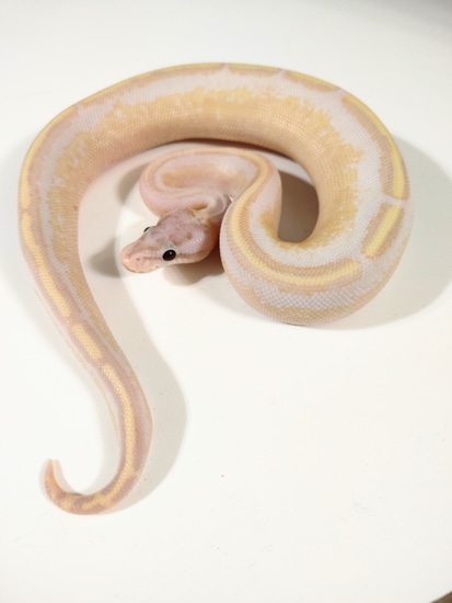 Pastel Enchi Coral Glow Freeway (Free Shipping!!) Ball Python by Longley Exotics