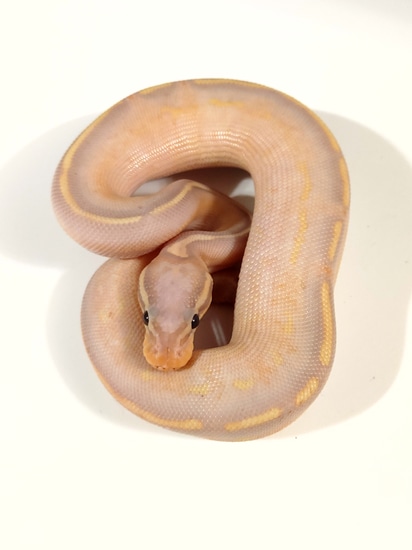 Coral Glow Freeway Ball Python by Longley Exotics