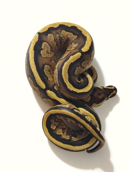 Asphalt Specter (Parkway) Ball Python by Longley Exotics