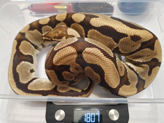 Fire (Proven) Ball Python by Longley Exotics