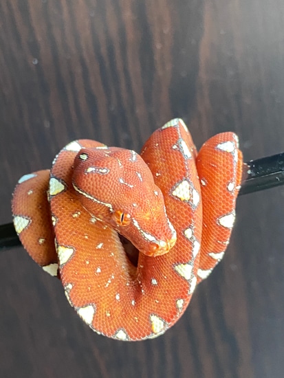 USCBB Jayapura Type Green Tree Python by Basinology