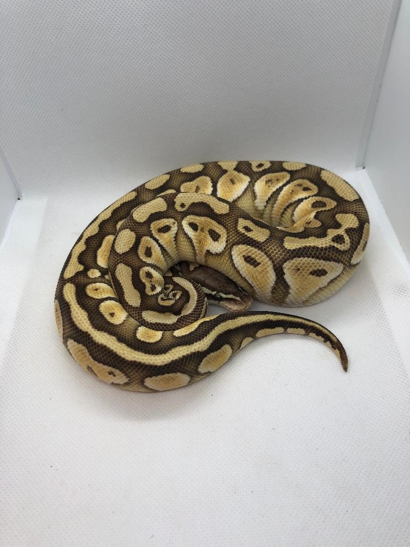 Pastel Butter Double Het Albino/hypo Ball Python by RTLM Exotics ...